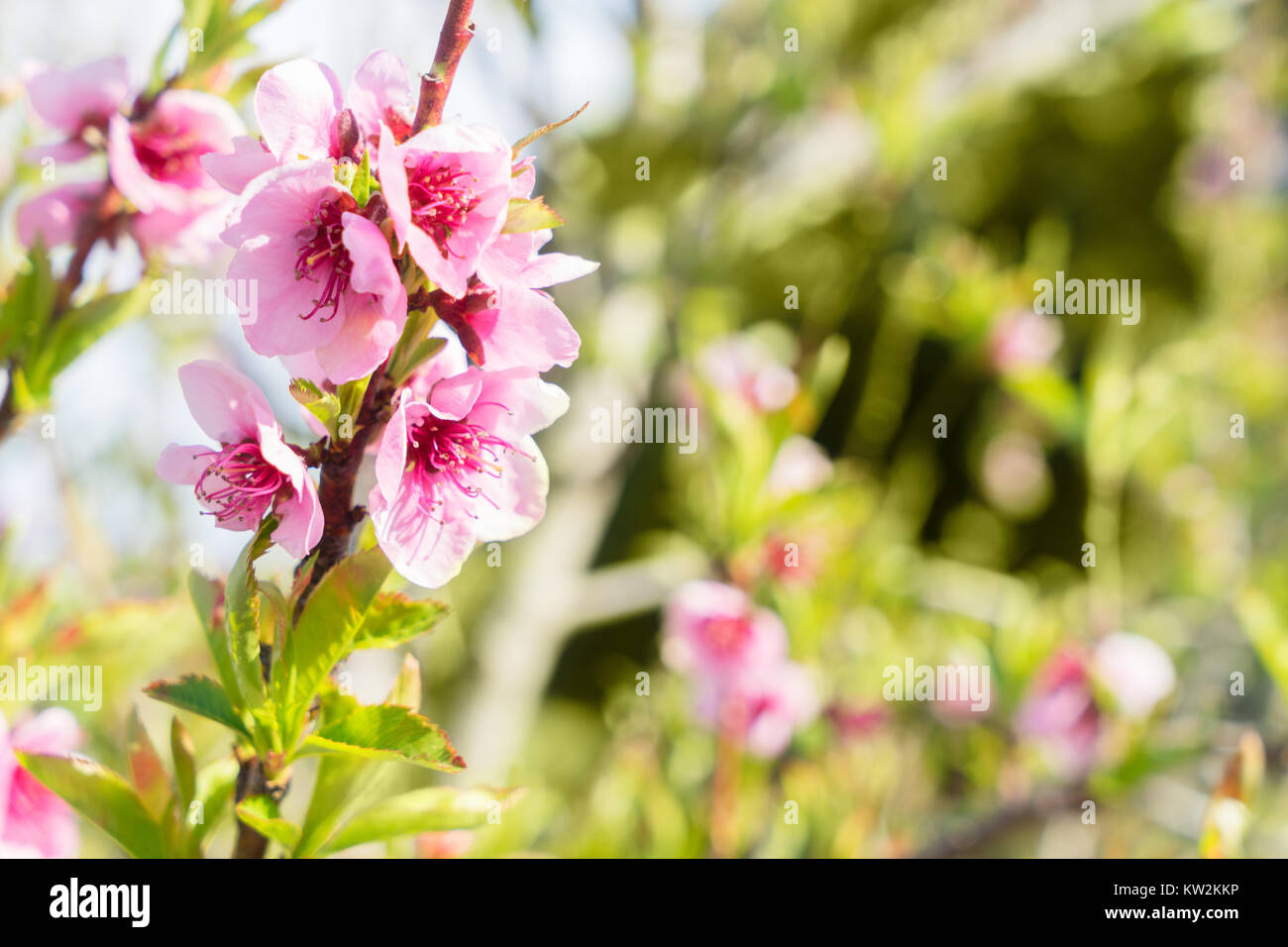 Peach tree blossom Stock Photo - Alamy
