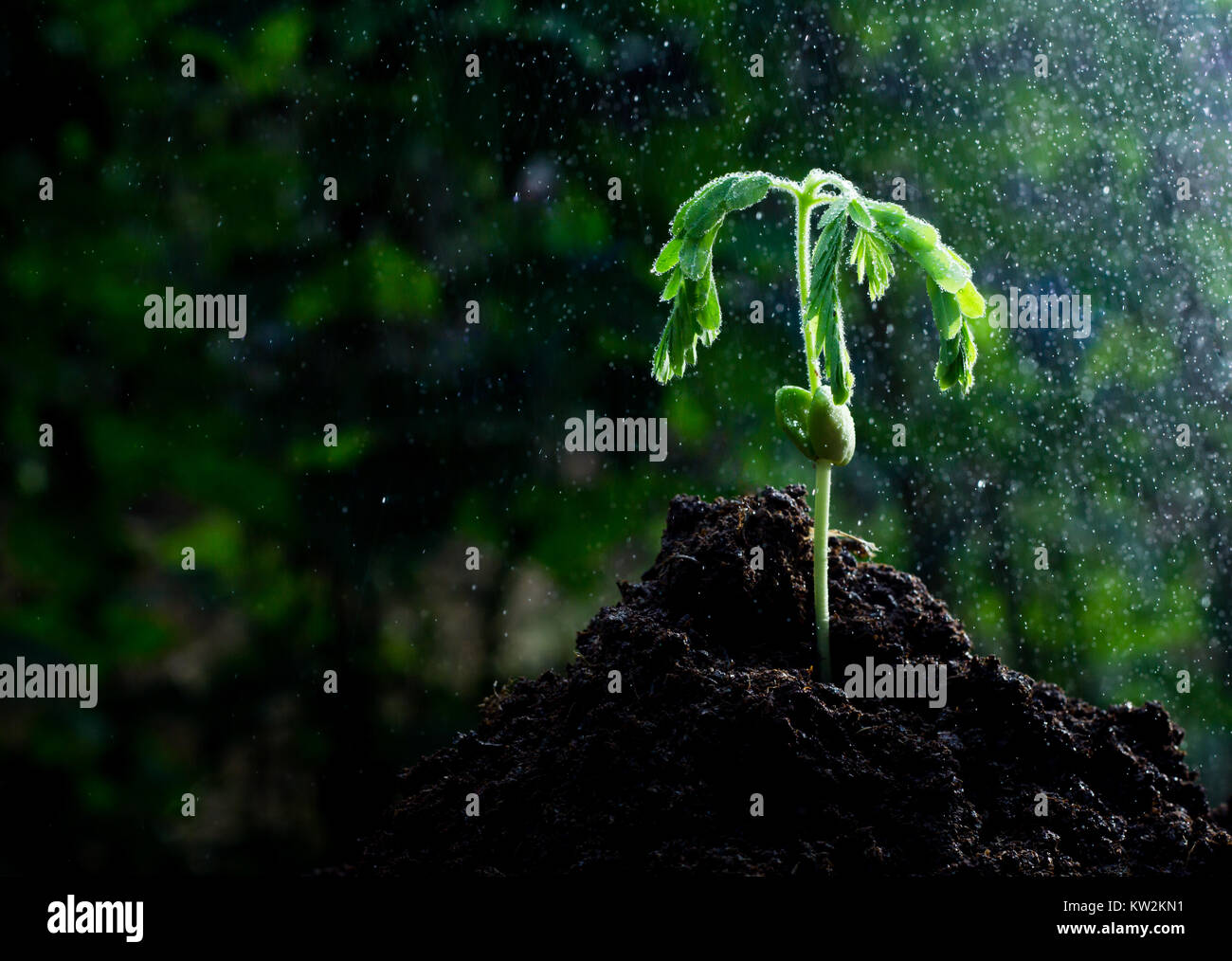 Plant trees to eat,Tamarind tree is sprouting,Rain on the baby tamarind ...