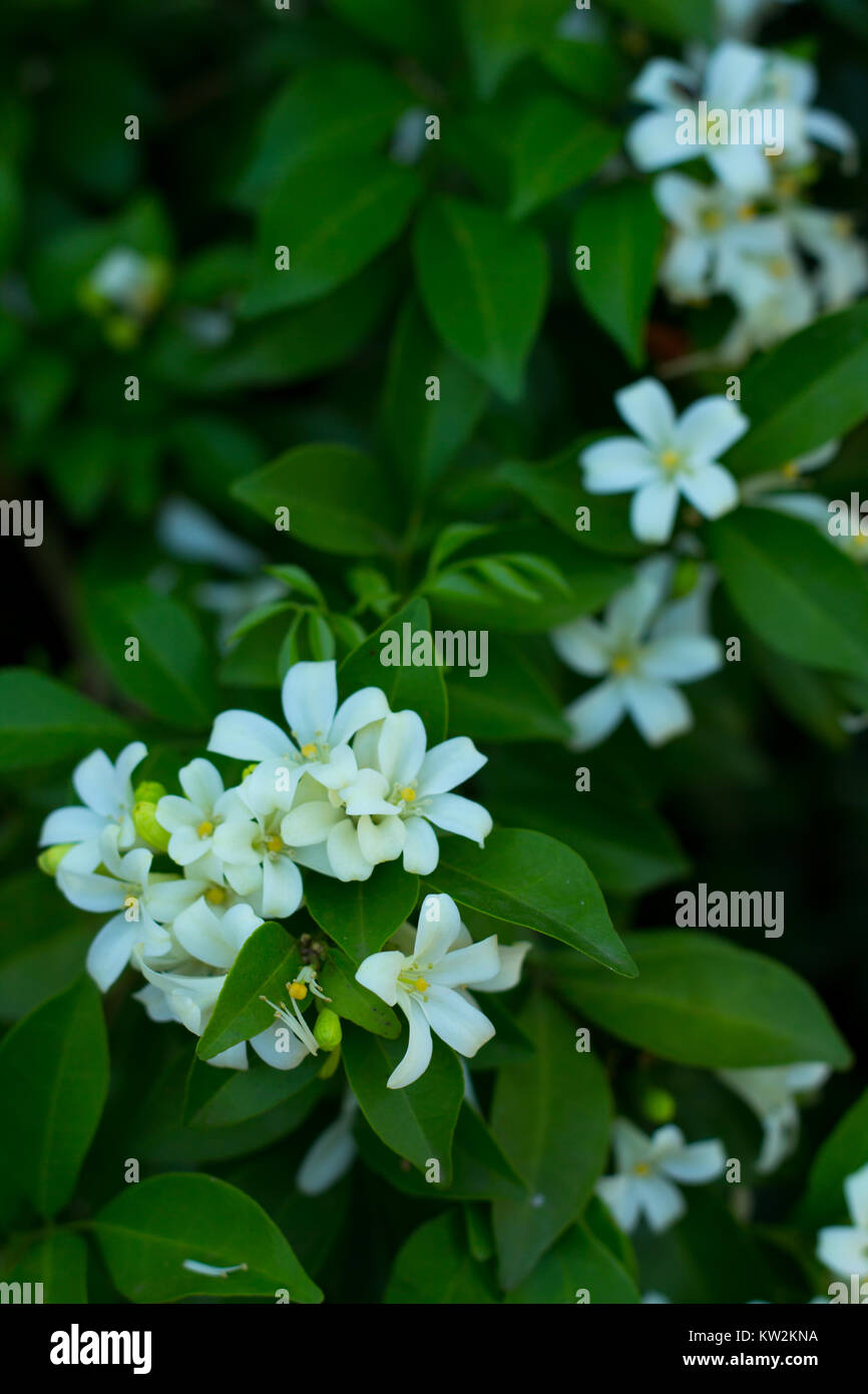Philippine national flower is the gardenia flower glass or Sampaguita ...