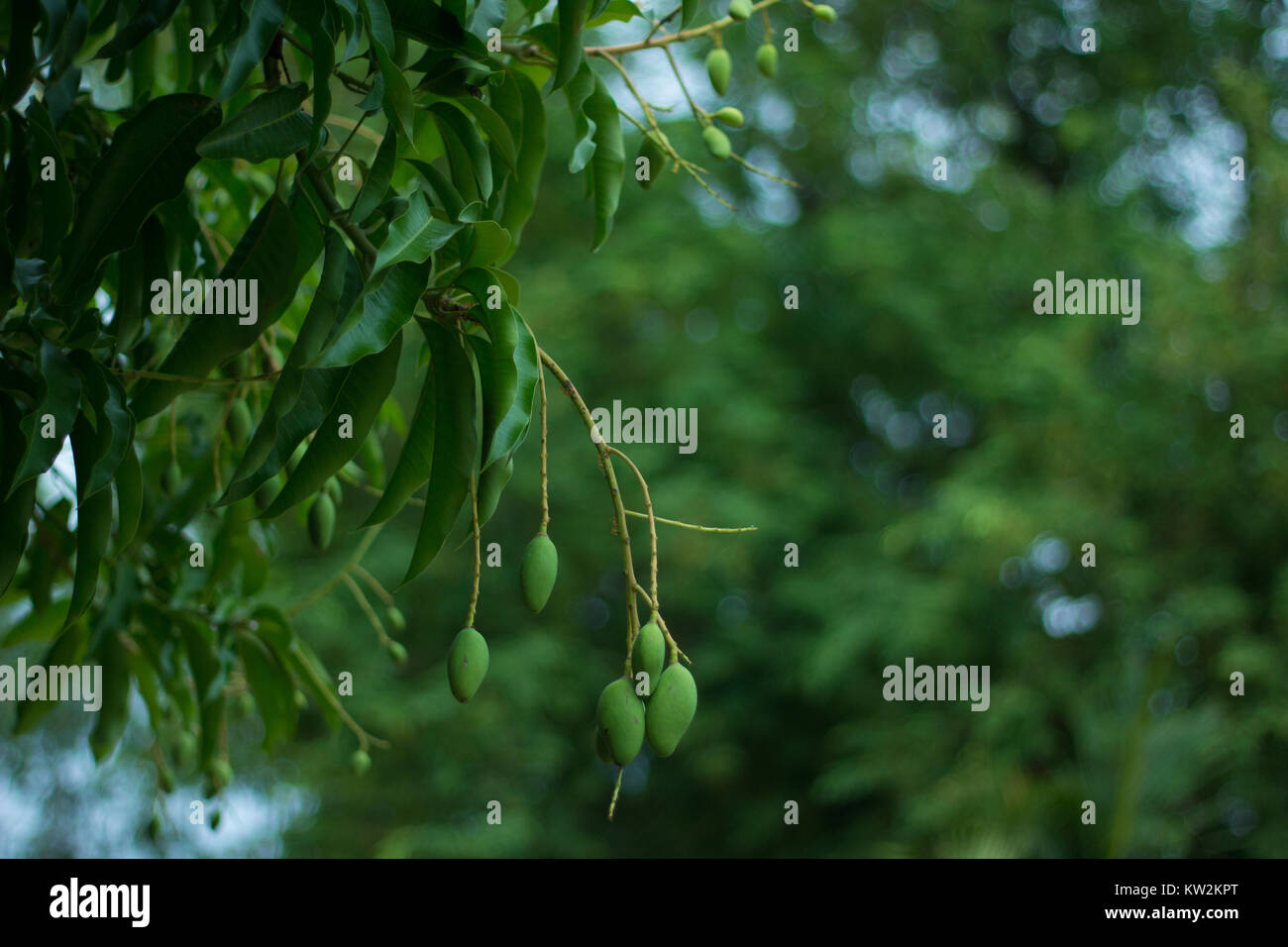 Closeup green mango with leave on tree Stock Photo - Alamy