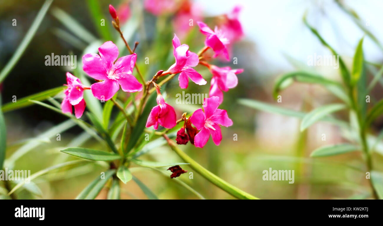 Beautiful pink flowers in the garden, nature background Stock Photo - Alamy