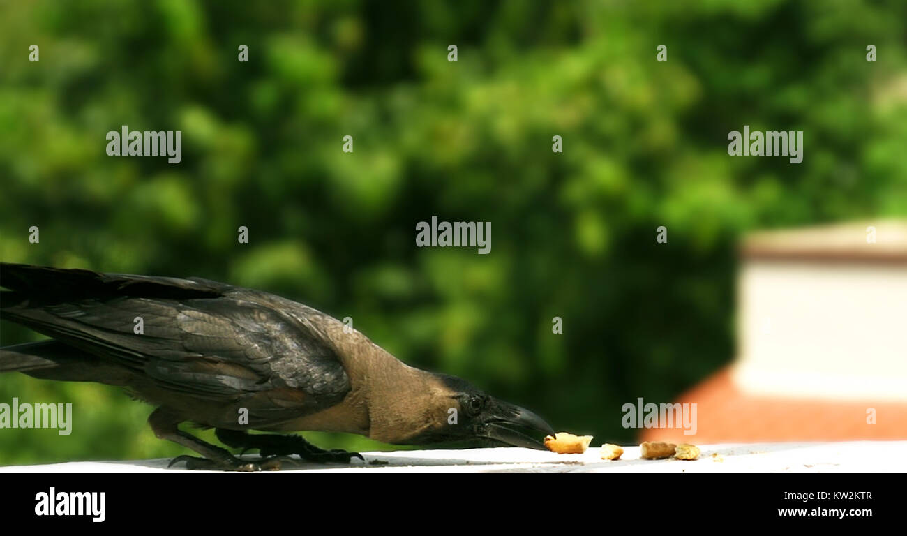 Black crow eating snack on a rocks in the park at India Stock Photo - Alamy