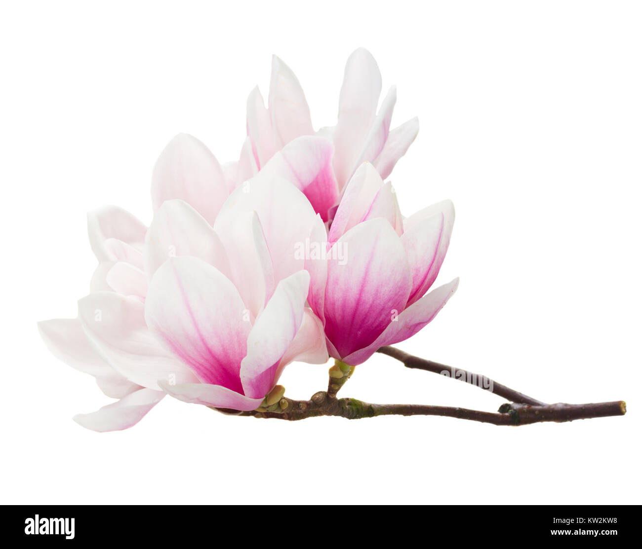 Spring flowering magnolia tree Cut Out Stock Images & Pictures - Alamy