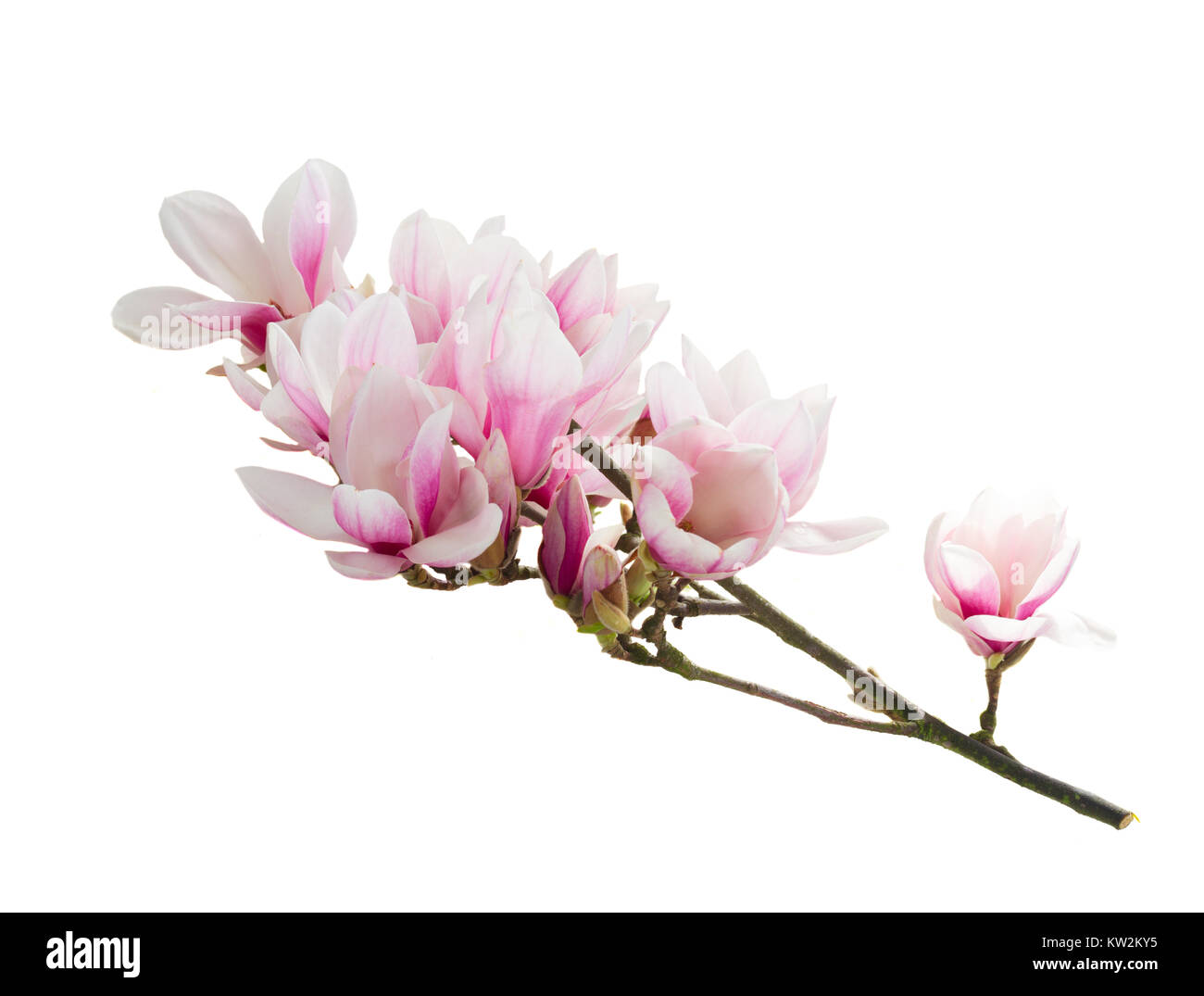 Big magnolia flower Cut Out Stock Images & Pictures - Alamy