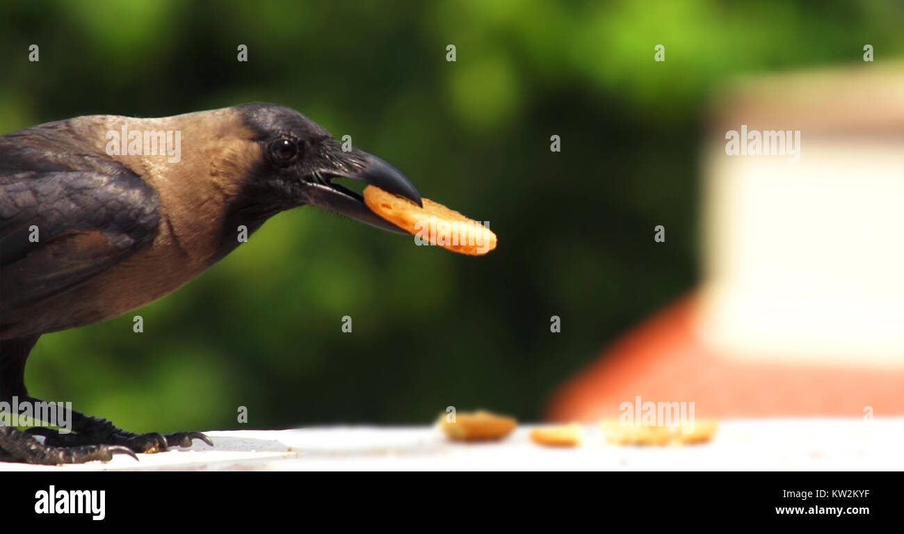 Crow eating a biscuit Stock Photo - Alamy