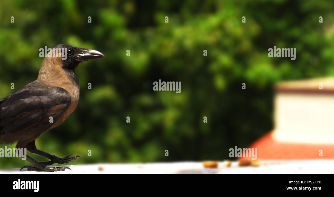 Crow is standing at watching Stock Photo - Alamy