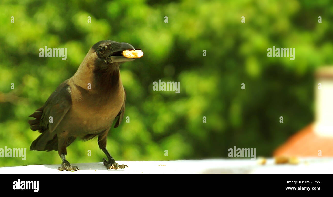 Crow with the piece of bread in India Stock Photo - Alamy