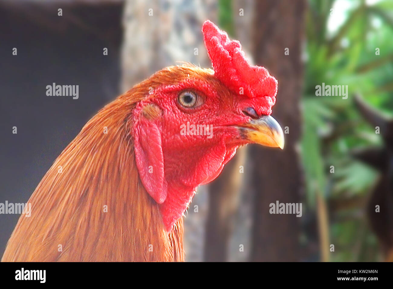 hen portrait, close up head of chicken hen Stock Photo - Alamy