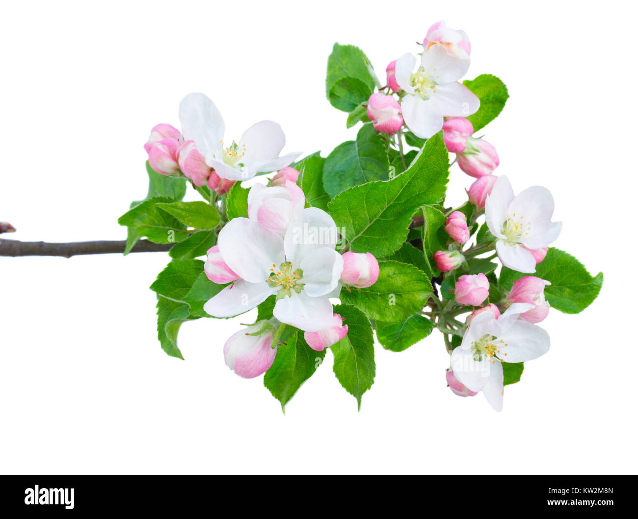 Apple tree flowers and leaves Stock Photo - Alamy