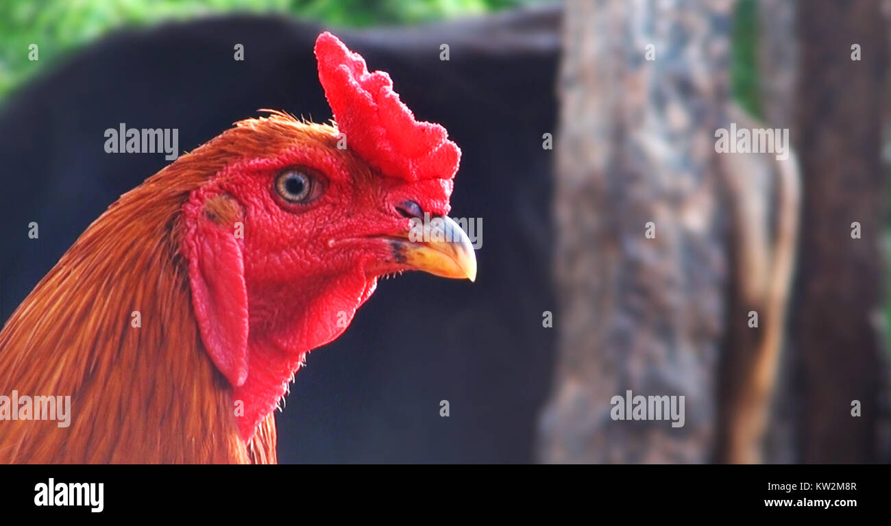 Rooster head, hens closeup Stock Photo - Alamy