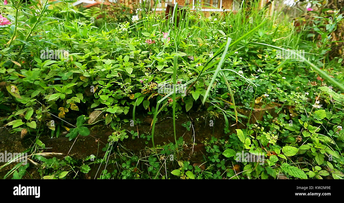 small plant, green grass natural background texture Stock Photo - Alamy