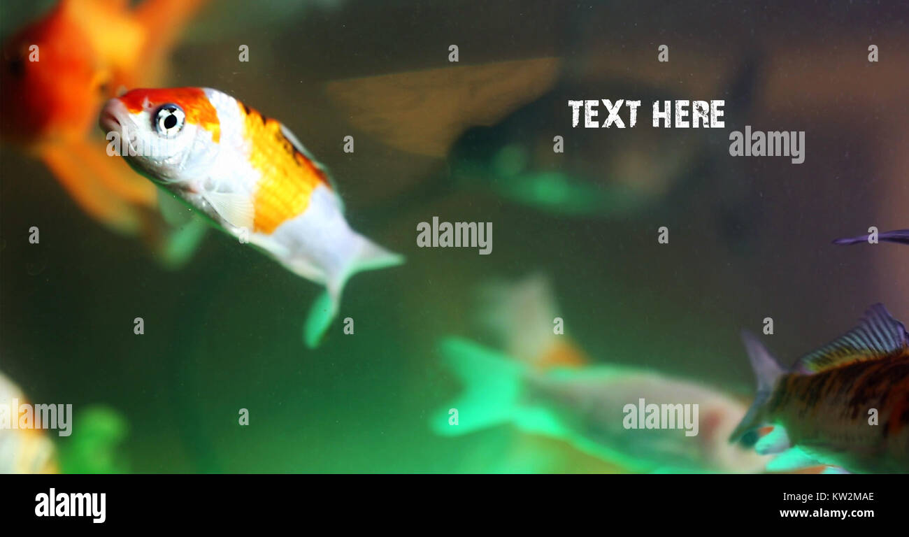 Gold fish aquarium top view hi-res stock photography and images - Alamy