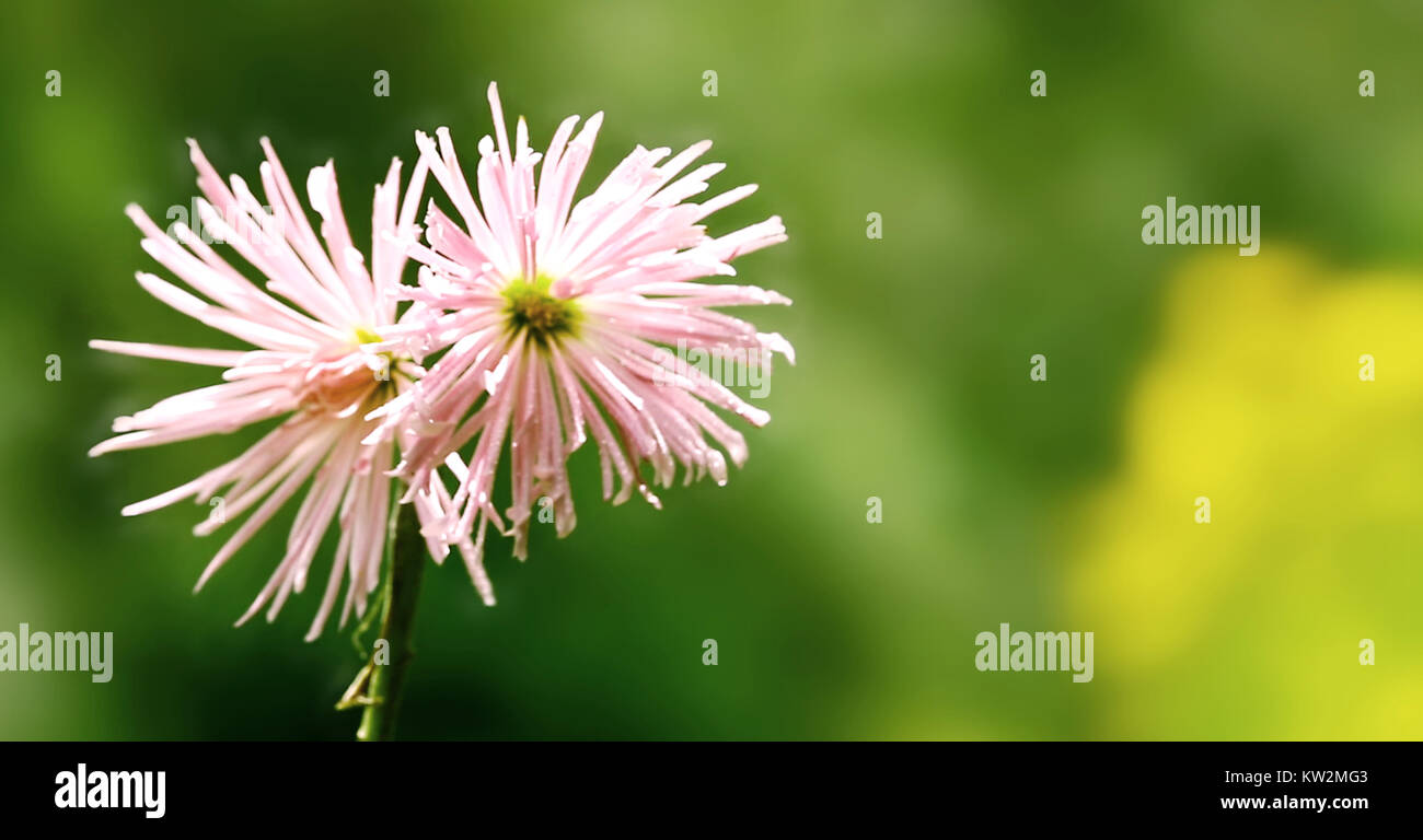 beautiful pink flowers in the garden with spring bokeh background Stock ...