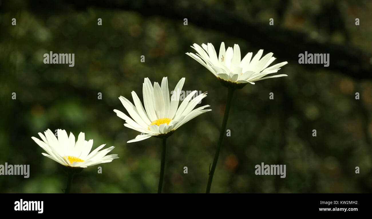 Green Nature Background. Daisy flower and grass Stock Photo - Alamy