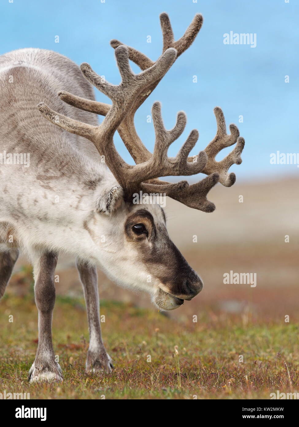 Grazing Svalbard Reindeer (Rangifer tarandus platyrhynchus) on the ...