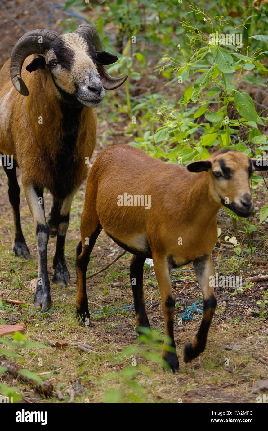 two goats grazing or walking on a path Stock Photo - Alamy
