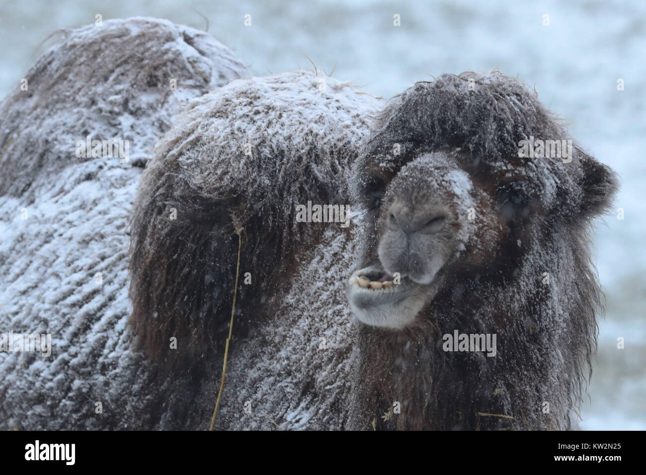Camel in the snow on farm near richmond hi-res stock photography and ...