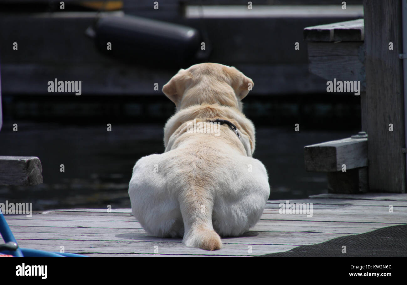 Rear view of a dog waiting on a jetty Stock Photo - Alamy
