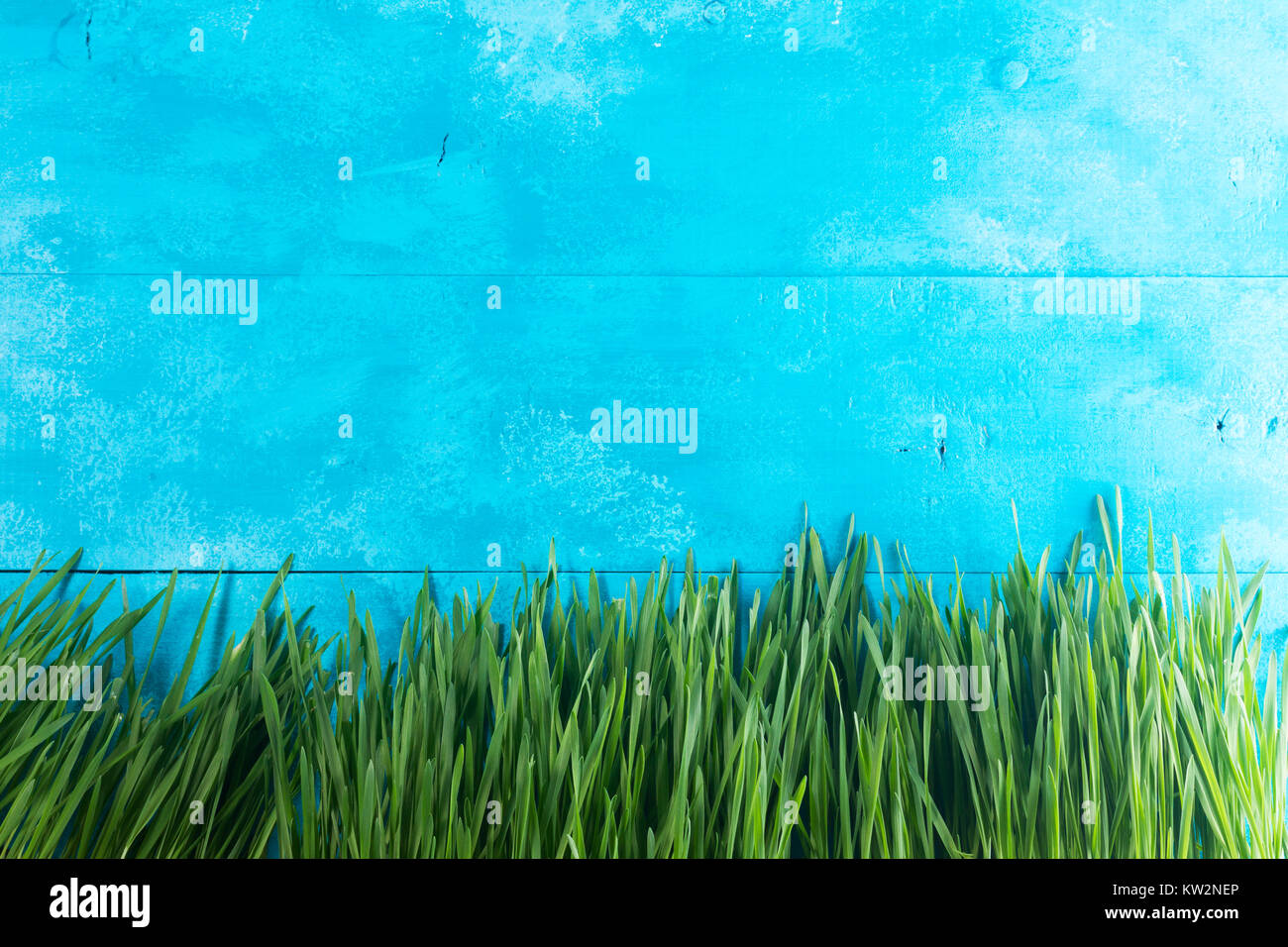 Green grass border Stock Photo - Alamy