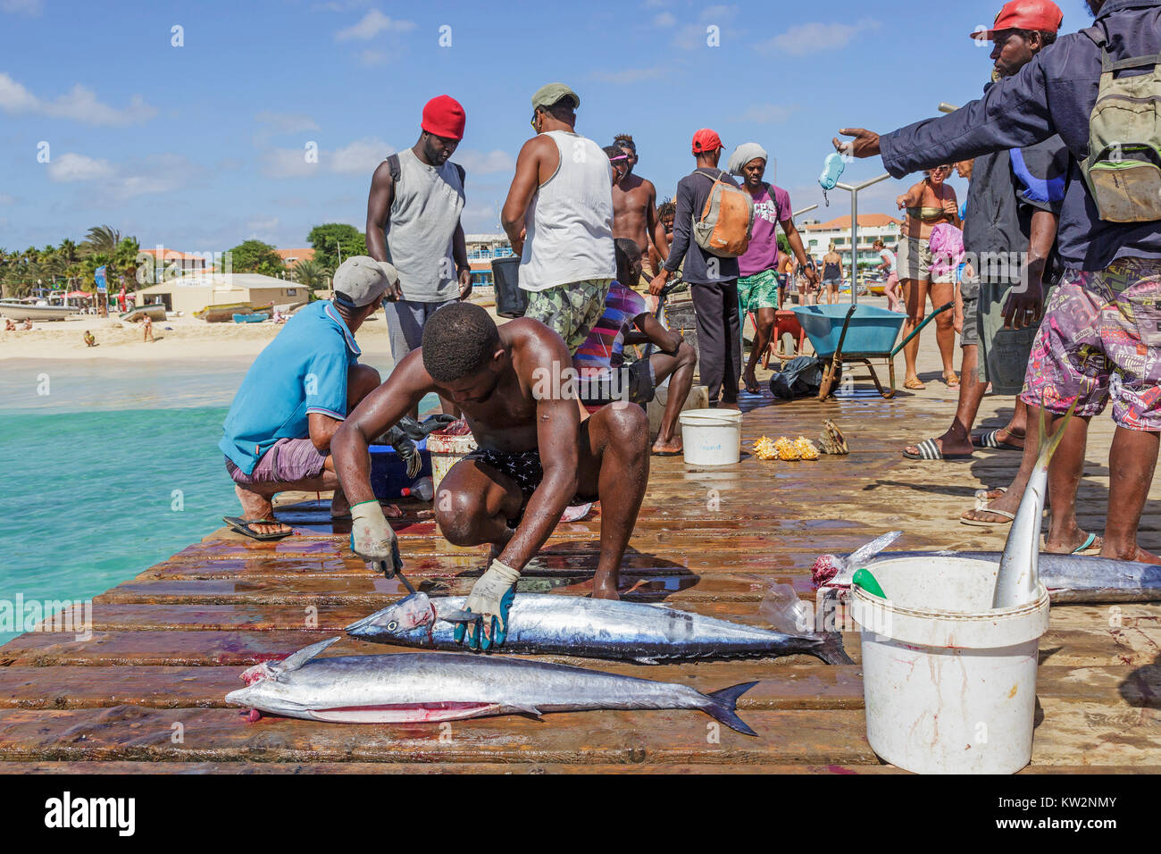 Local fishermen preparing freshly caught fish for sale on the wooden ...