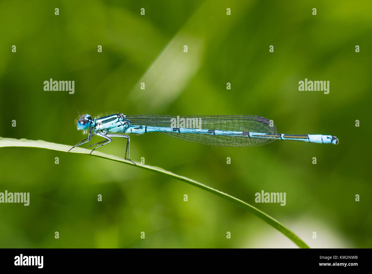 Azure bluet hi-res stock photography and images - Alamy