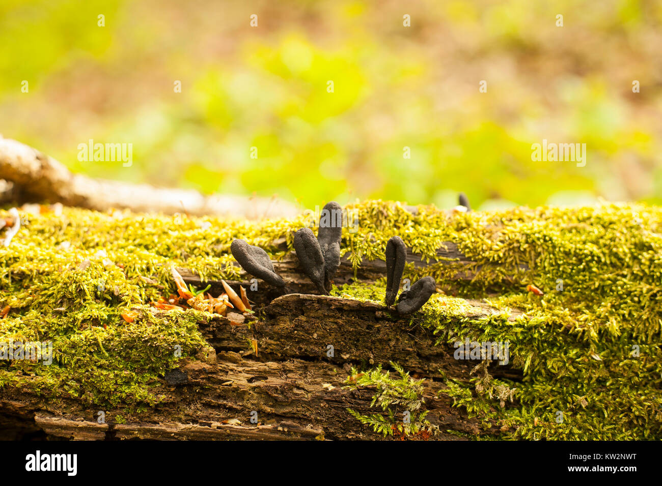 Mushrooms Grow On Fallen Tree High Resolution Stock Photography and ...