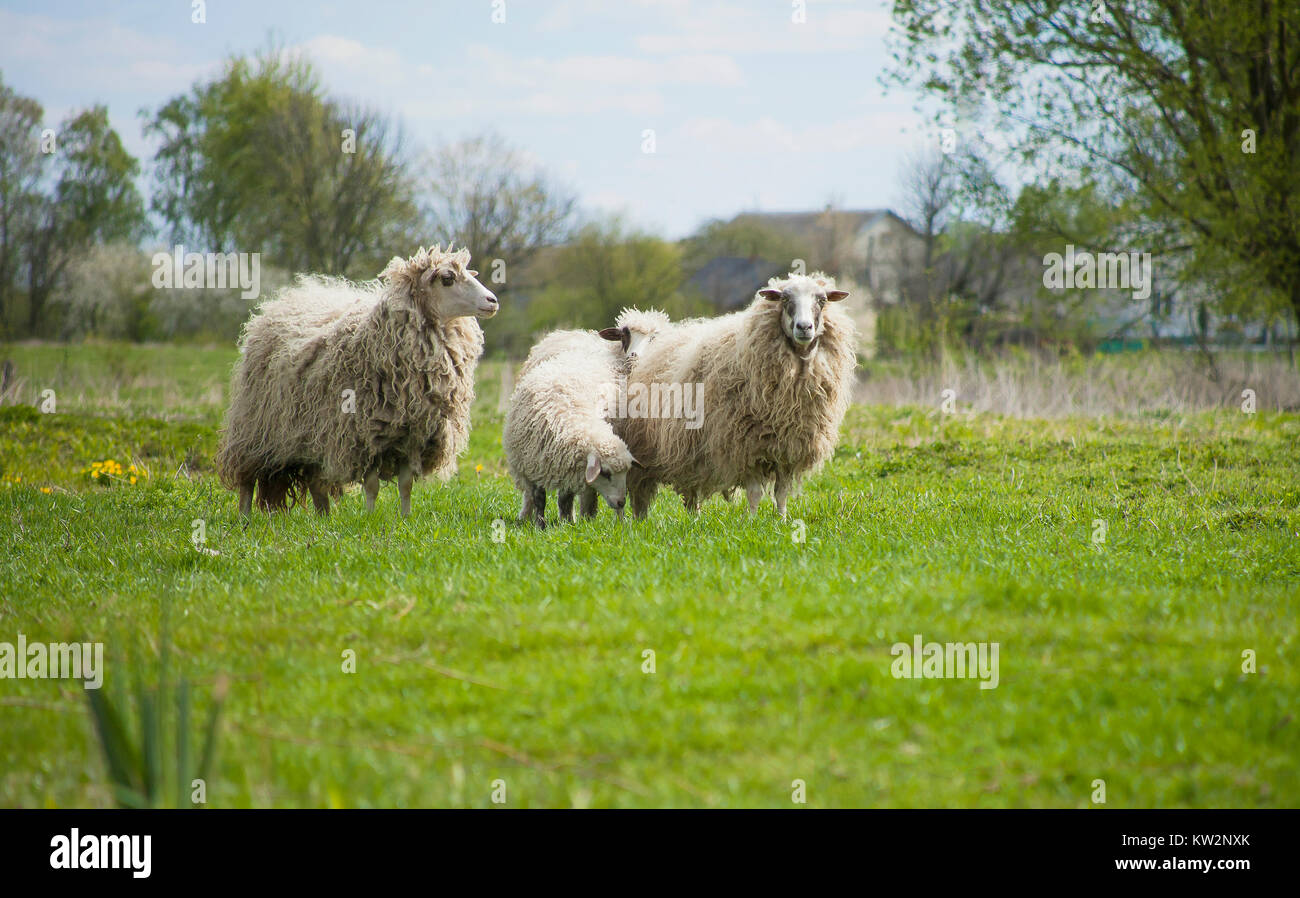 Grazing white sheep with black spots on muzzle. Herd of sheep on green ...