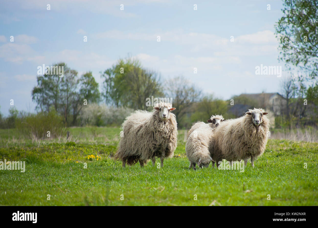 Grazing white sheep with black spots on muzzle. Herd of sheep on green ...