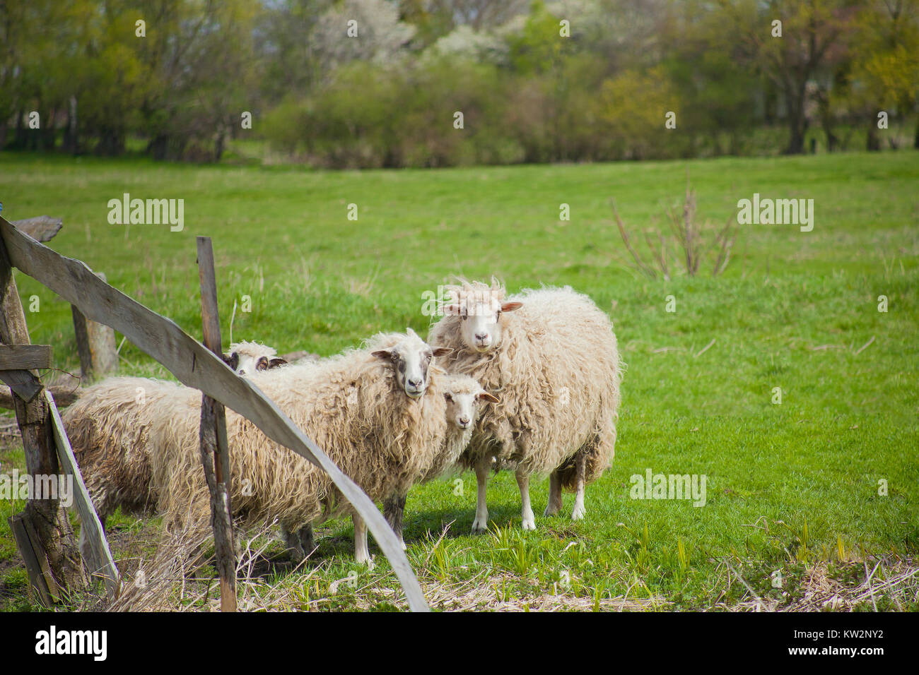 Grazing white sheep with black spots on their eyes. Herd of sheep ...