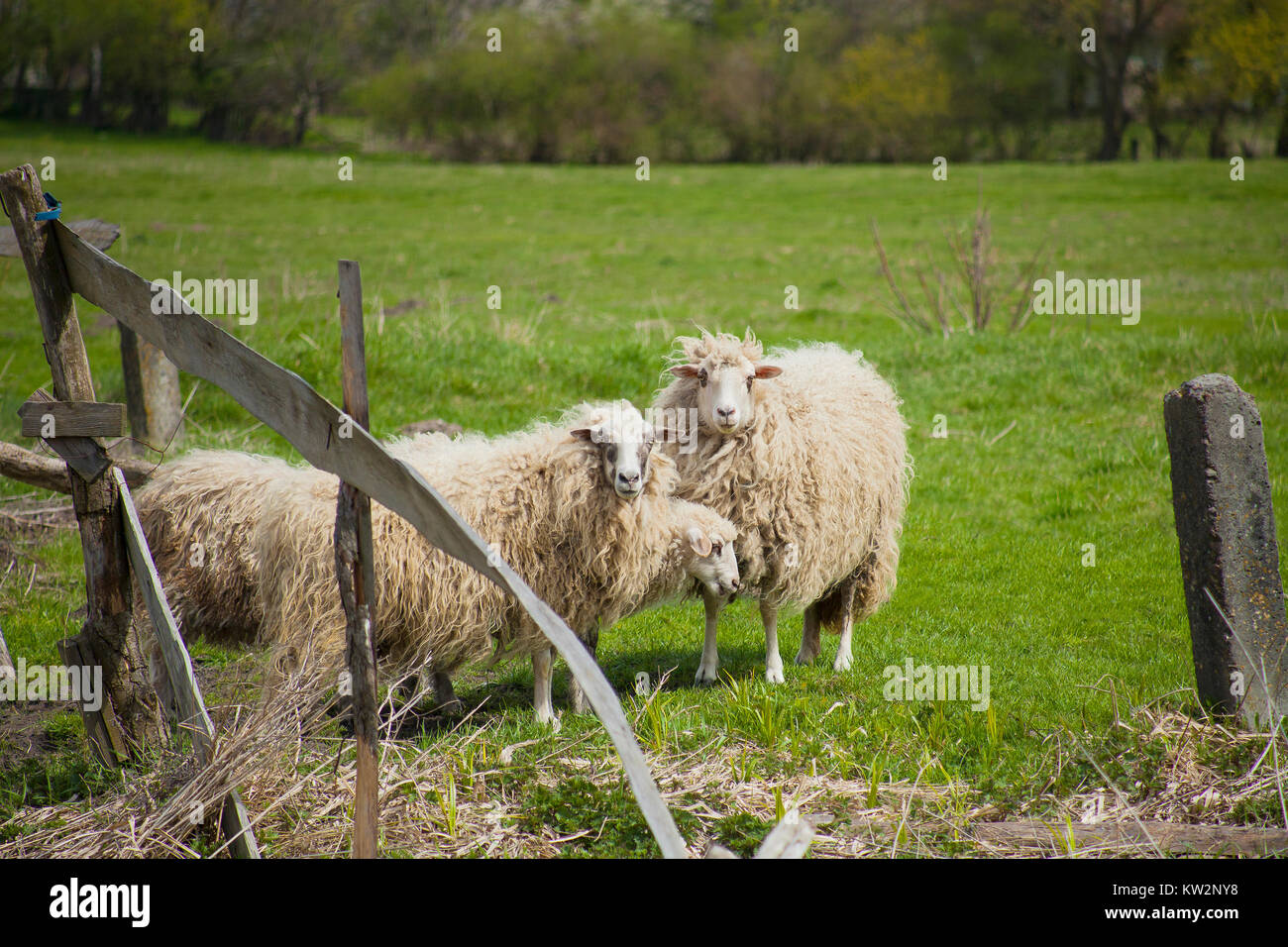 Grazing white sheep with black spots on their eyes. Herd of sheep ...