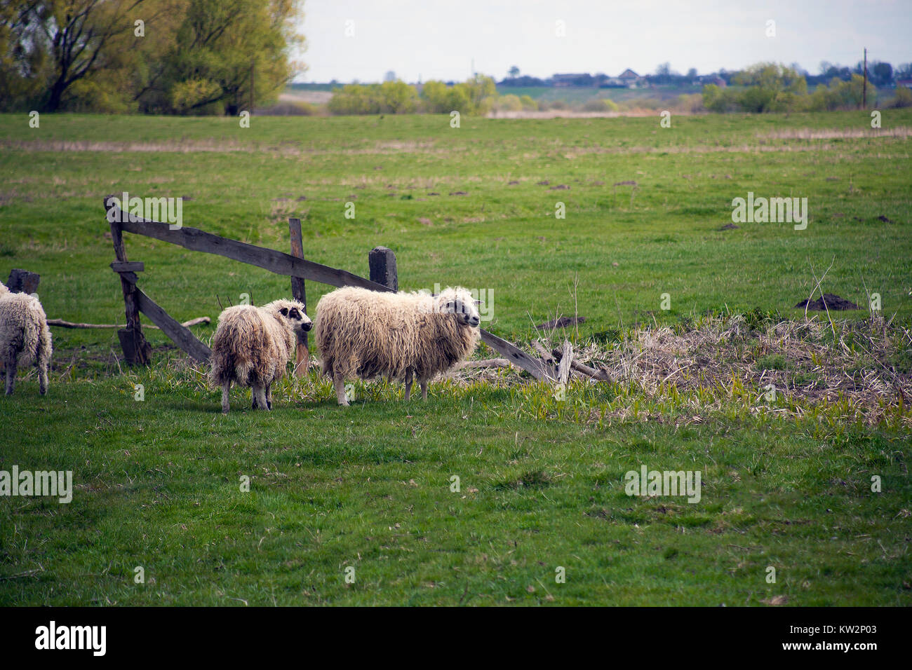 Grazing white sheep with black spots on their eyes. Herd of sheep on ...
