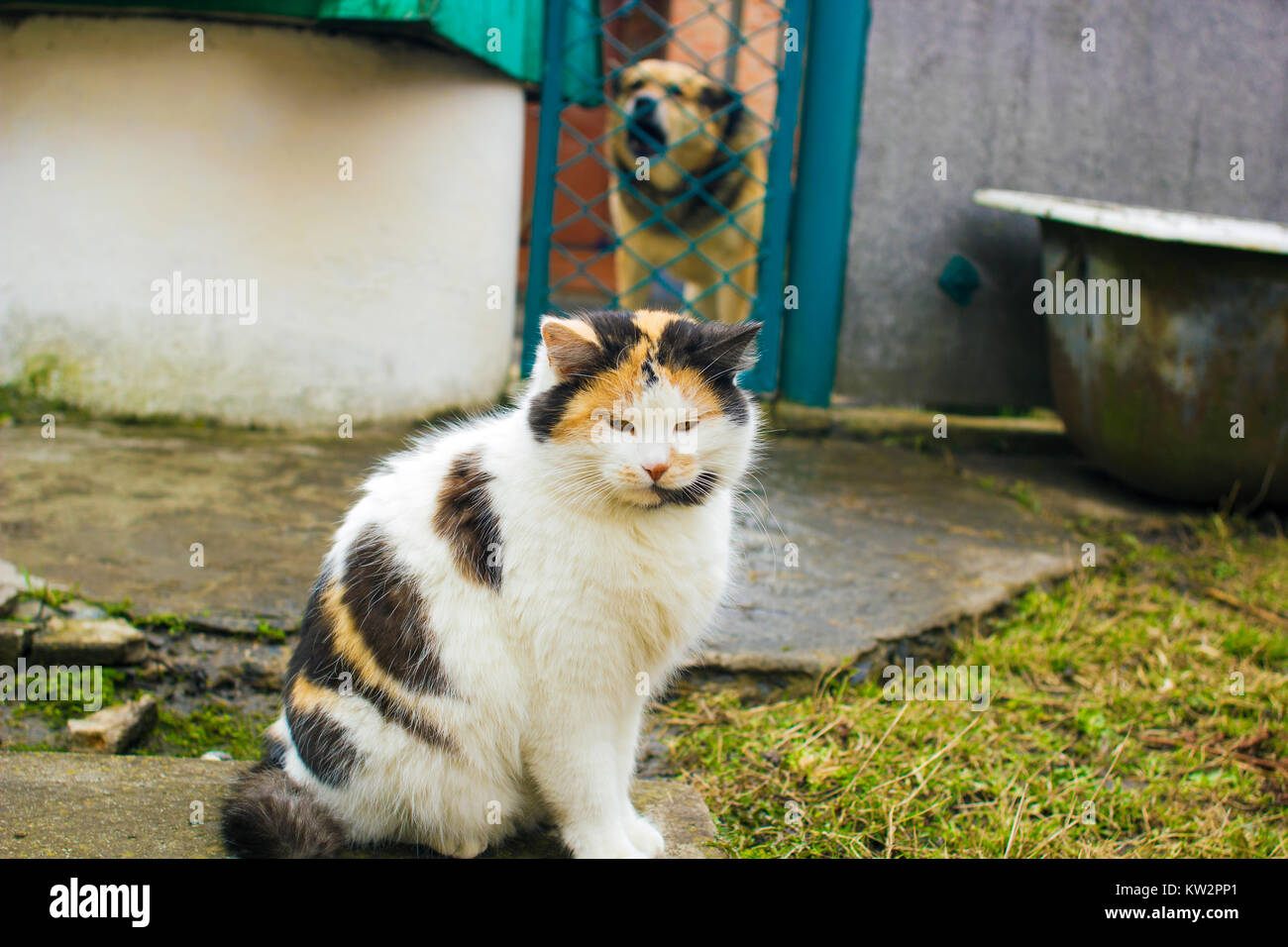 Beautiful calico cat with yellow eyes sits on backyard Stock Photo - Alamy