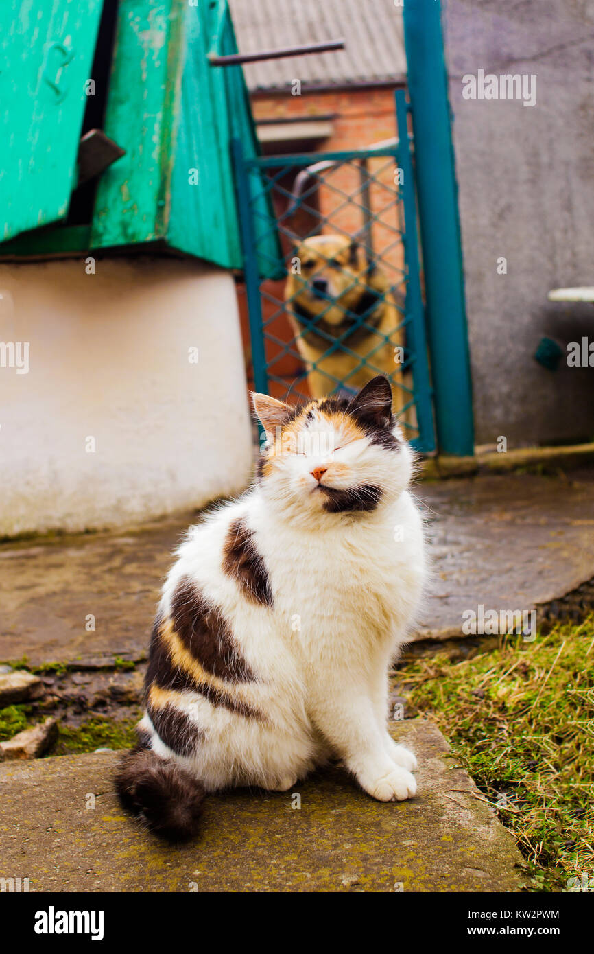 Beautiful calico cat with close eyes sits on backyard Stock Photo - Alamy