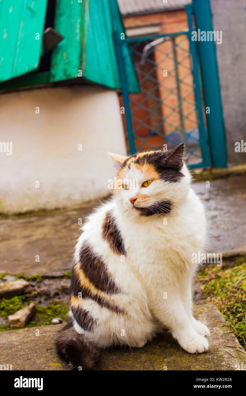 Tortoiseshell Cat With Amber Eyes