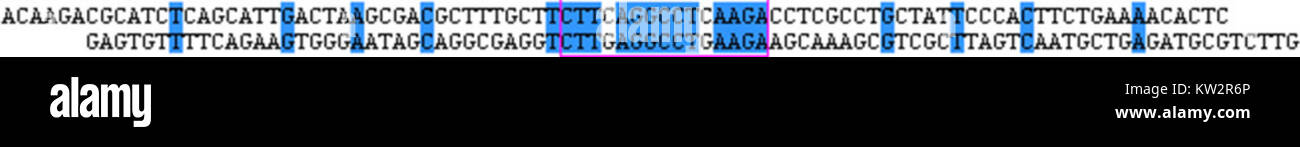 Illustration of a stem-loop structure at nucleotide position 41 in the ...
