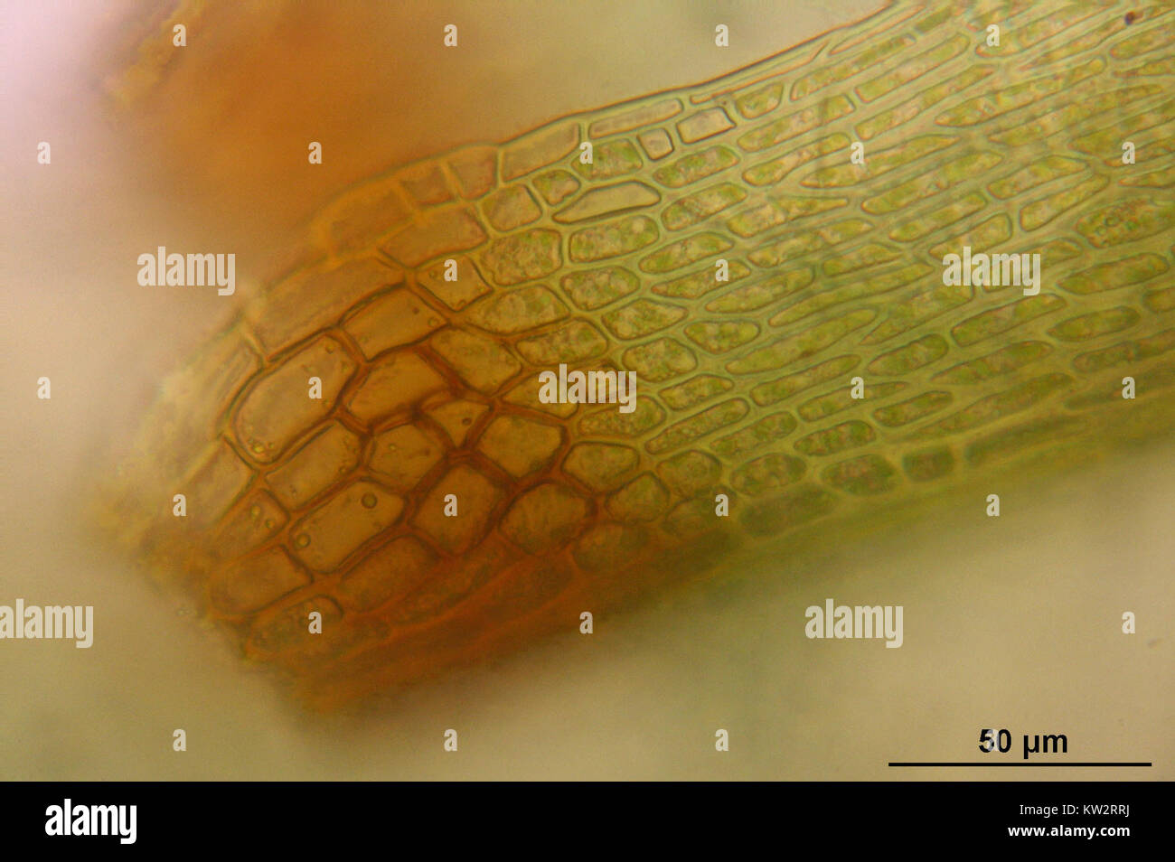 Indicator of environmental health hi-res stock photography and images ...