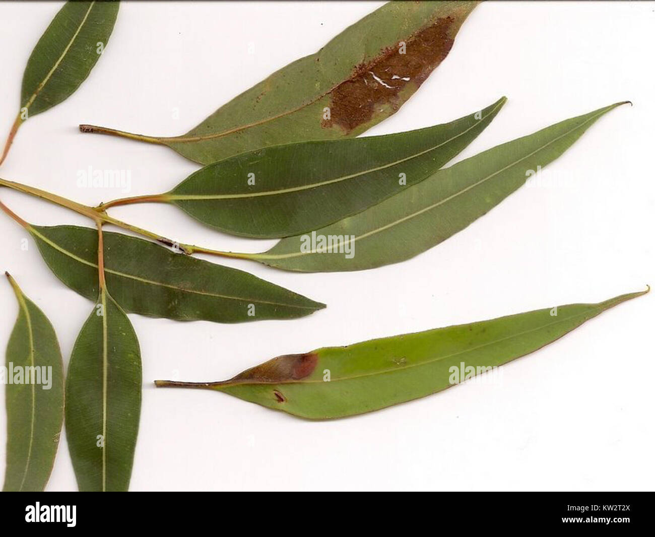 Blackbutt tree hi-res stock photography and images - Alamy