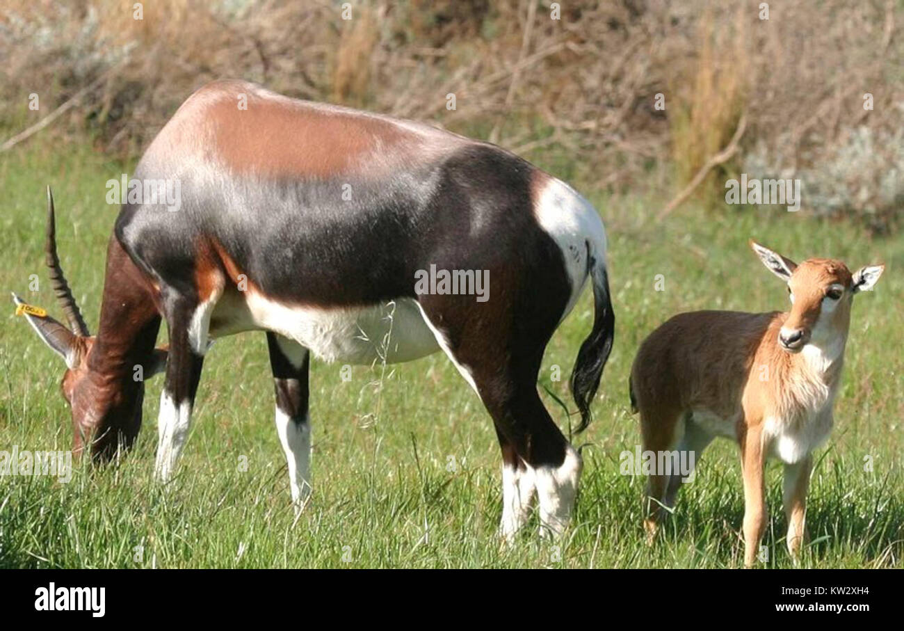 The Bontebok is a South African antelope species, and the Helderberg ...