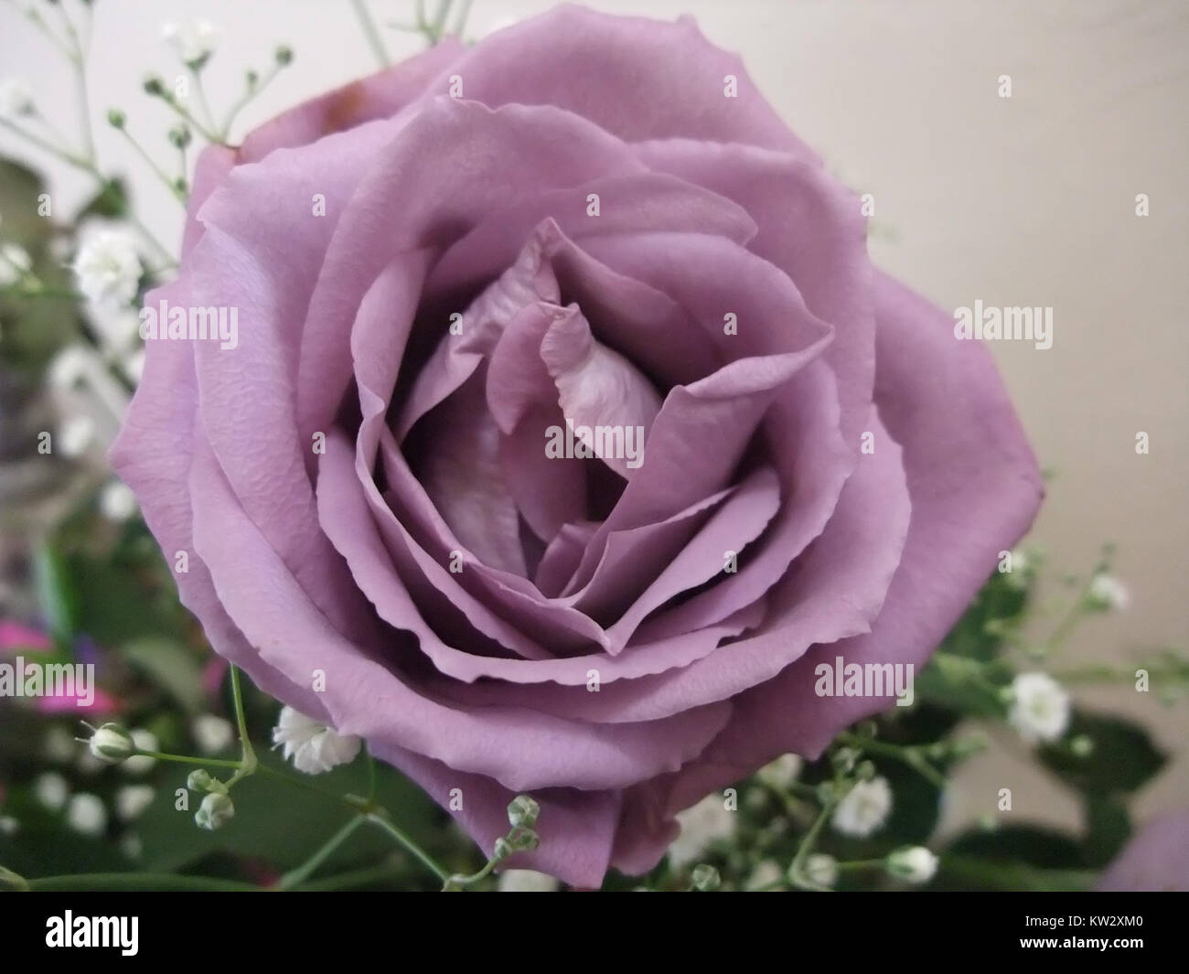 Rose elements hi-res stock photography and images - Alamy
