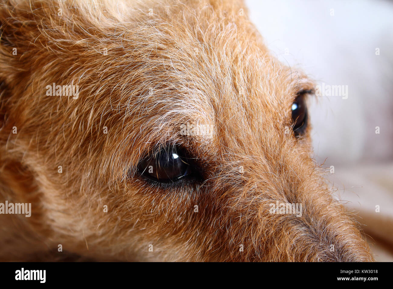 Dog portrait - Sad dog Stock Photo - Alamy