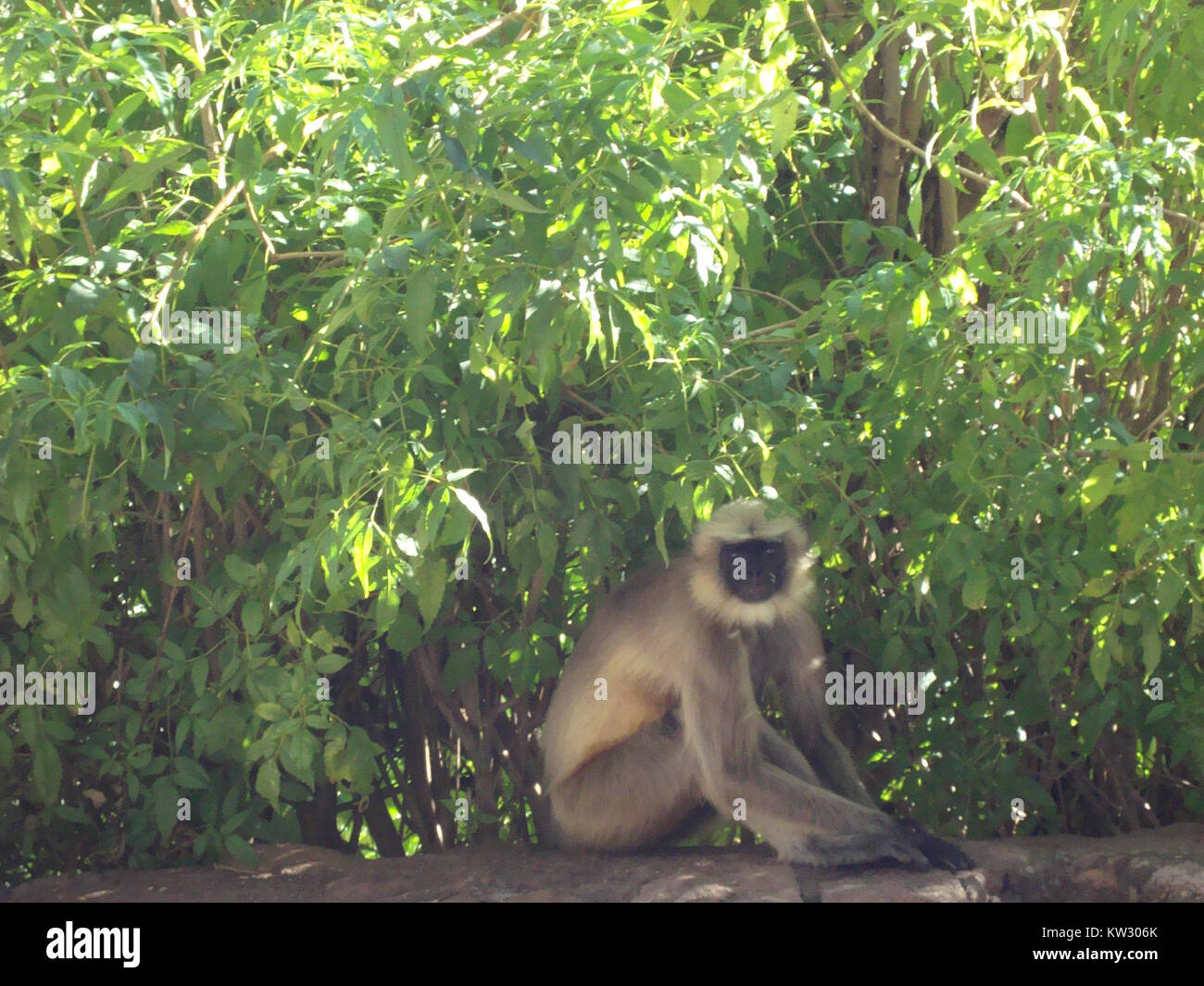 Primate ecological balance hi-res stock photography and images - Alamy