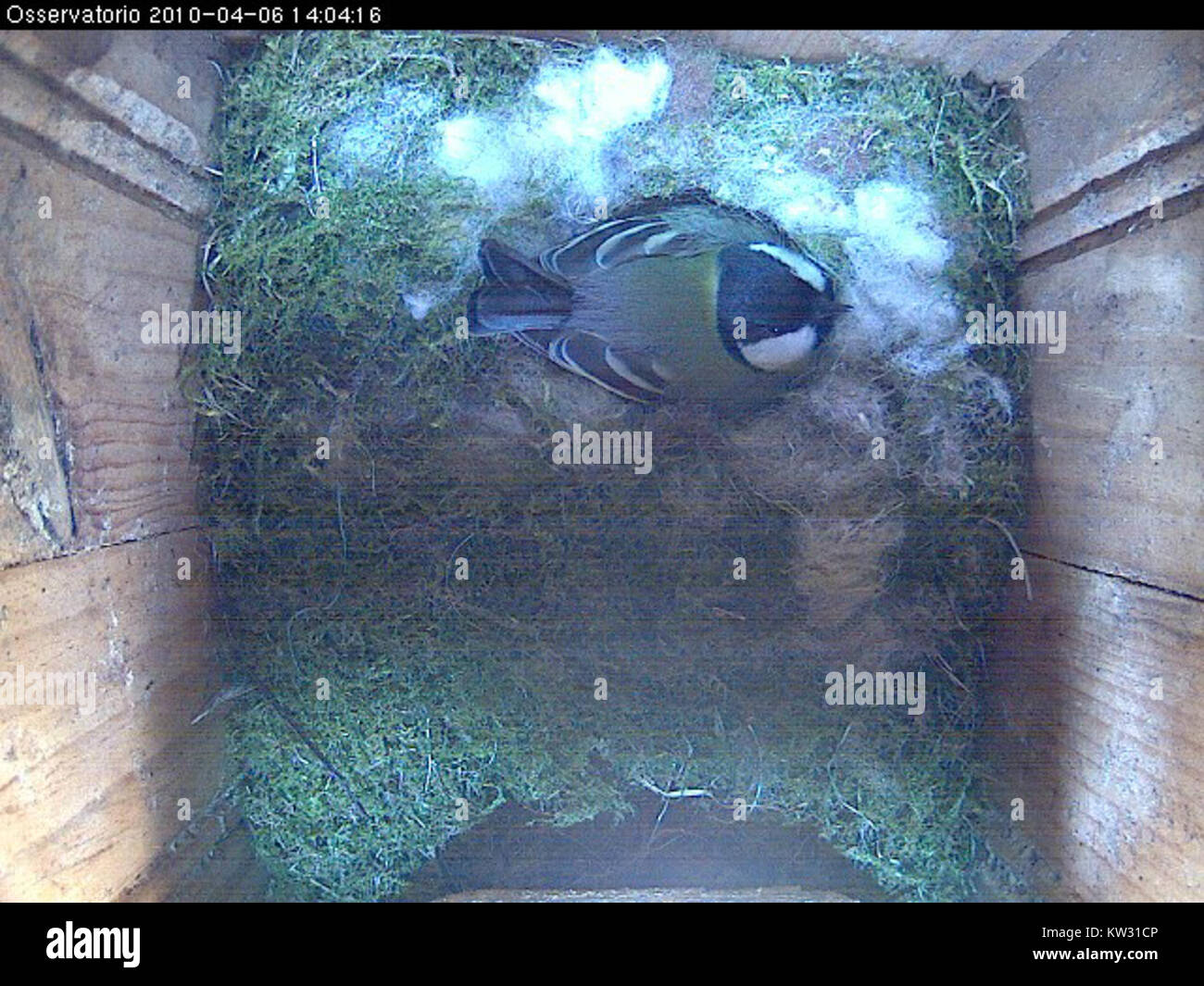 BirdCam captures images of wildlife in Parco Pineta, Italy, showcasing ...