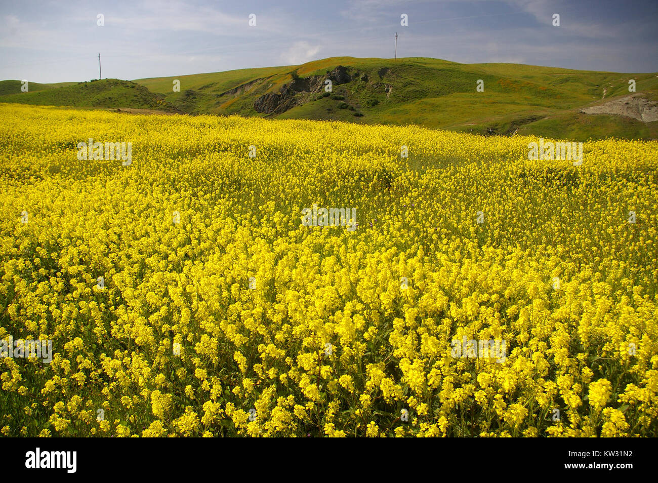 BITTERWATER ROAD WILDFLOWERS (4 6 08) 002 (2394734846 Stock Photo - Alamy