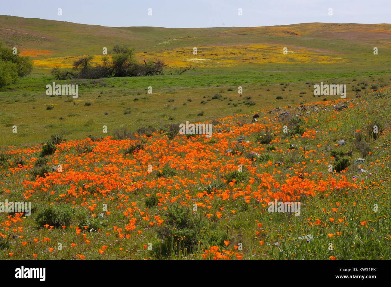 Bitterwater High Resolution Stock Photography and Images - Alamy