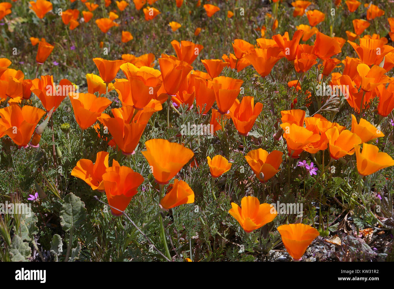 Bitterwater High Resolution Stock Photography and Images - Alamy