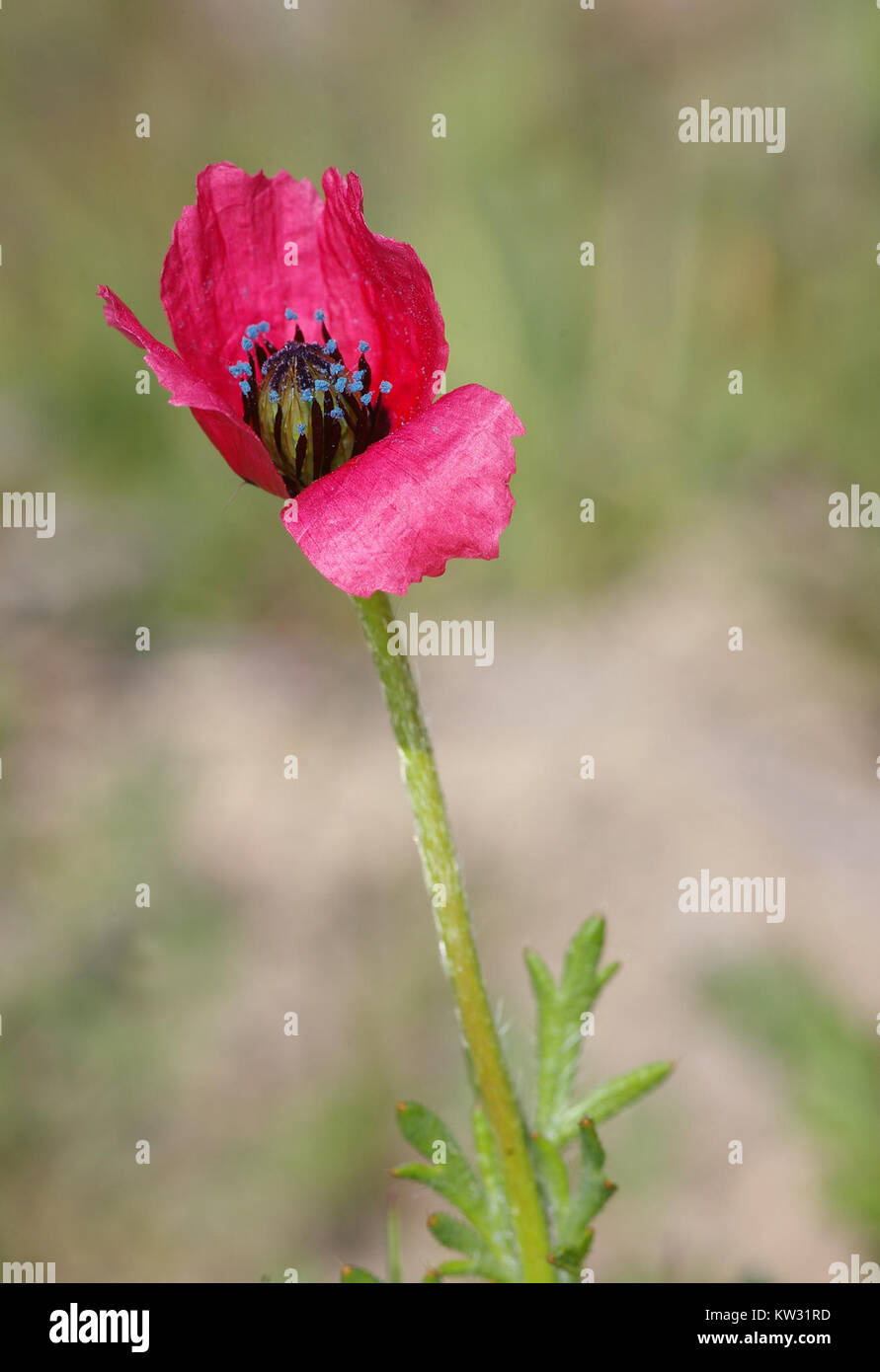 Bitterwater High Resolution Stock Photography and Images - Alamy