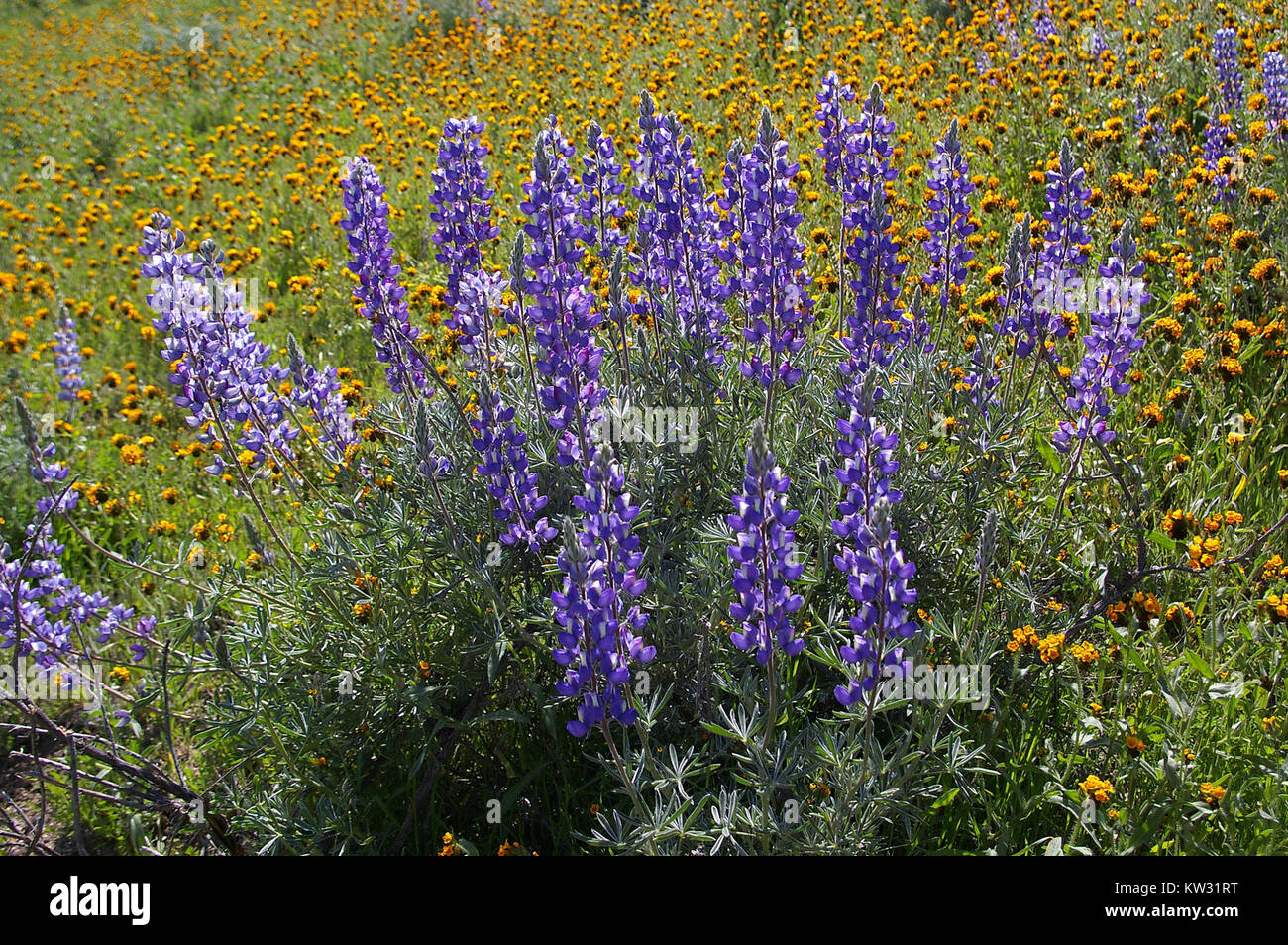 Bitterwater High Resolution Stock Photography and Images - Alamy