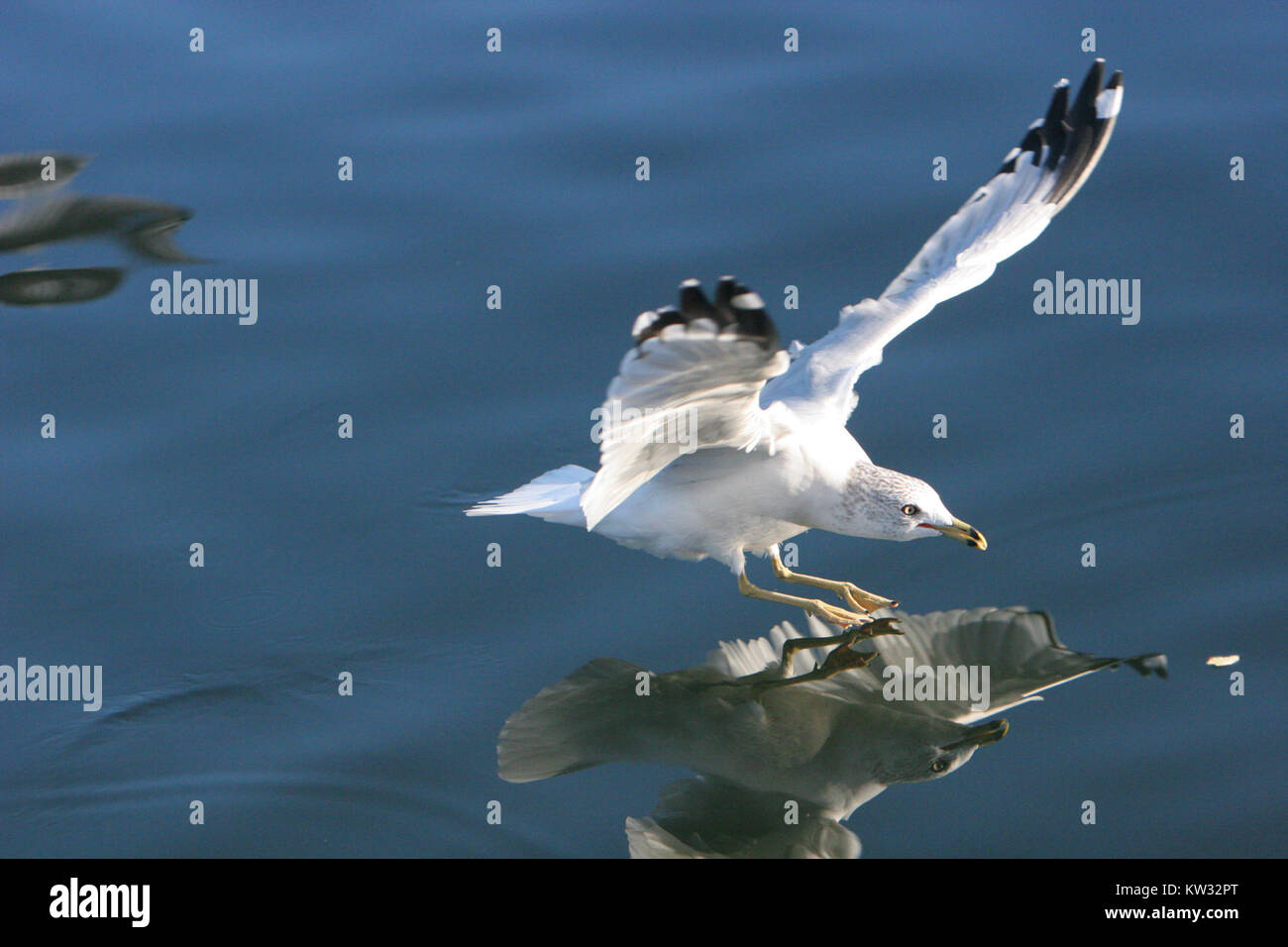 This image depicts a bird in flight over water, illustrating the ...