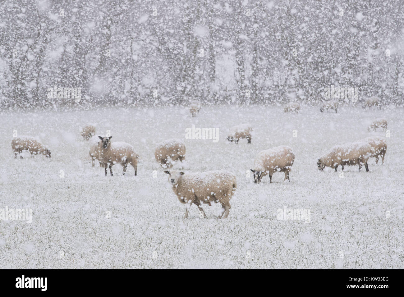 Sheep amid a flurry of snow near Chesterfield, after Britain saw one of ...