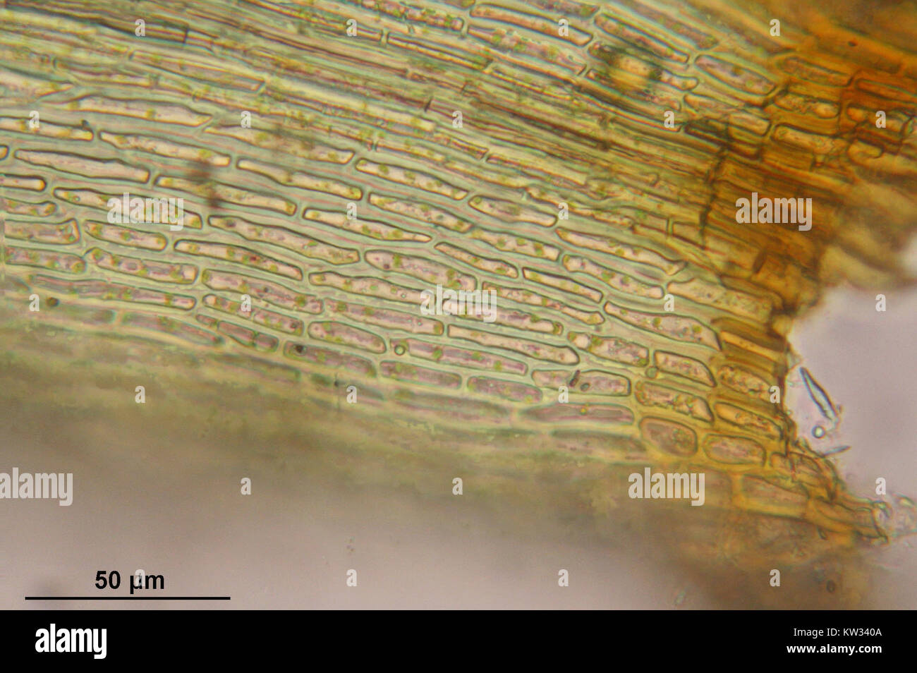 Blindia caespiticia is a species of moss that grows in dense clumps. It ...